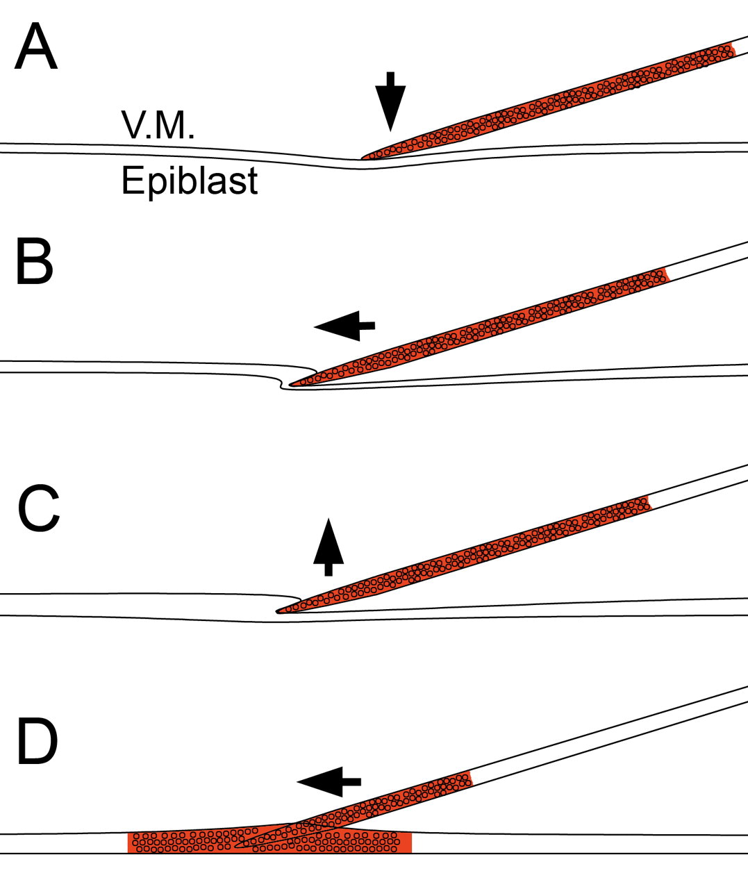 Ex Ovo Electroporation of DNA Vectors into Pre-gastrulation Avian Embryos