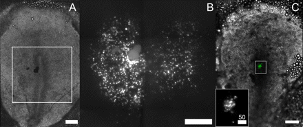 Ex Ovo Electroporation of DNA Vectors into Pre-gastrulation Avian Embryos