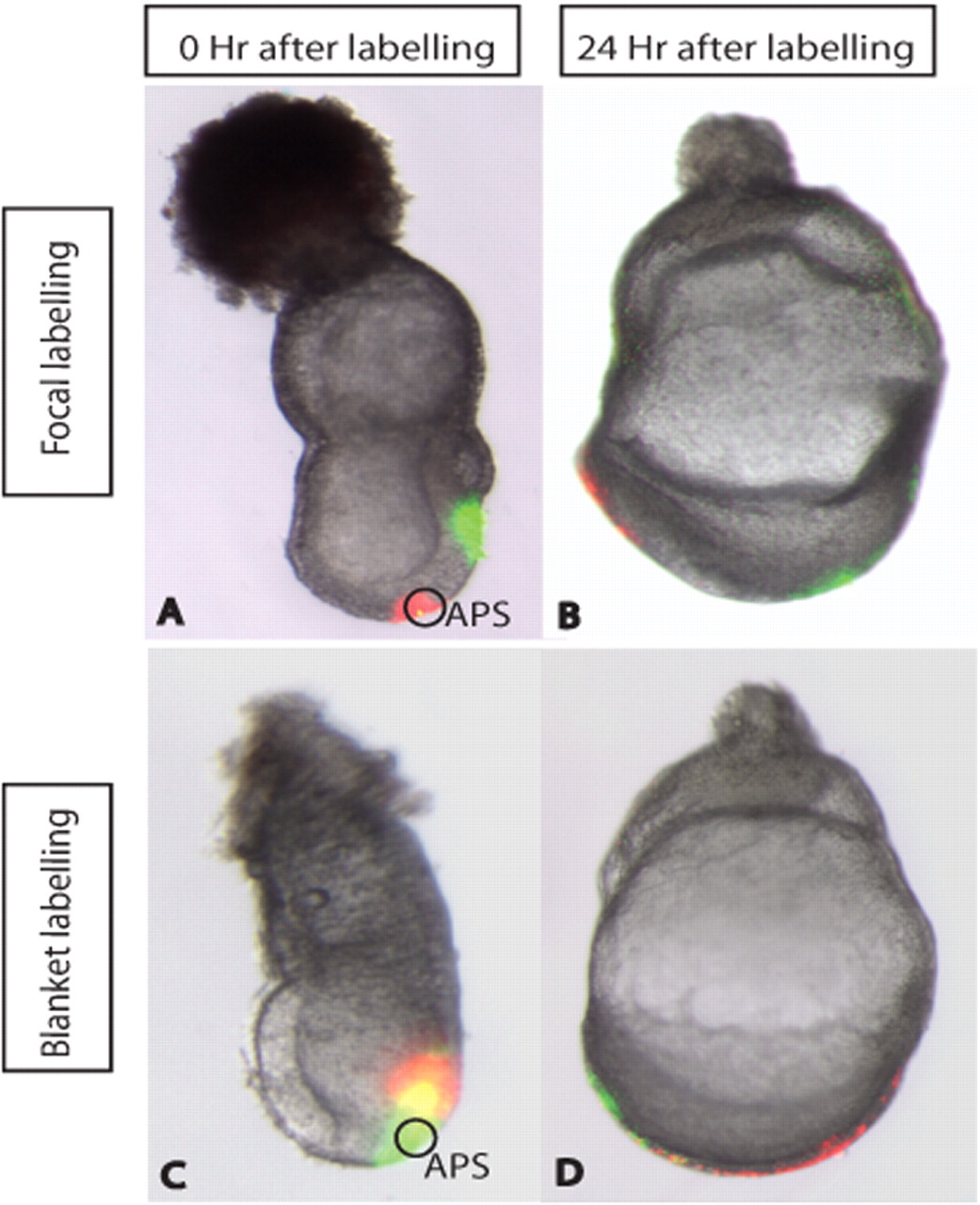 Fate-Mapping Technique: Using Carbocyanine Dyes for Vital Labeling of ...