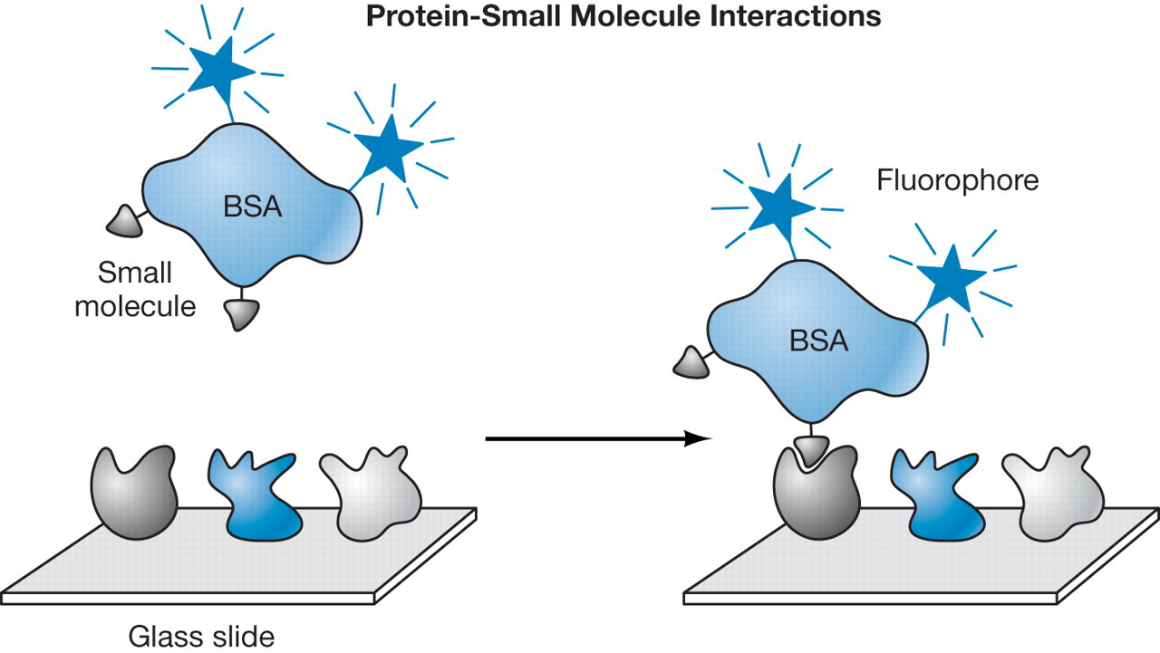 Assays with Protein Arrays