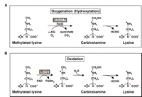 In Vitro Histone Demethylase Assay