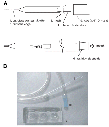 Assay for Courtship Suppression in Drosophila