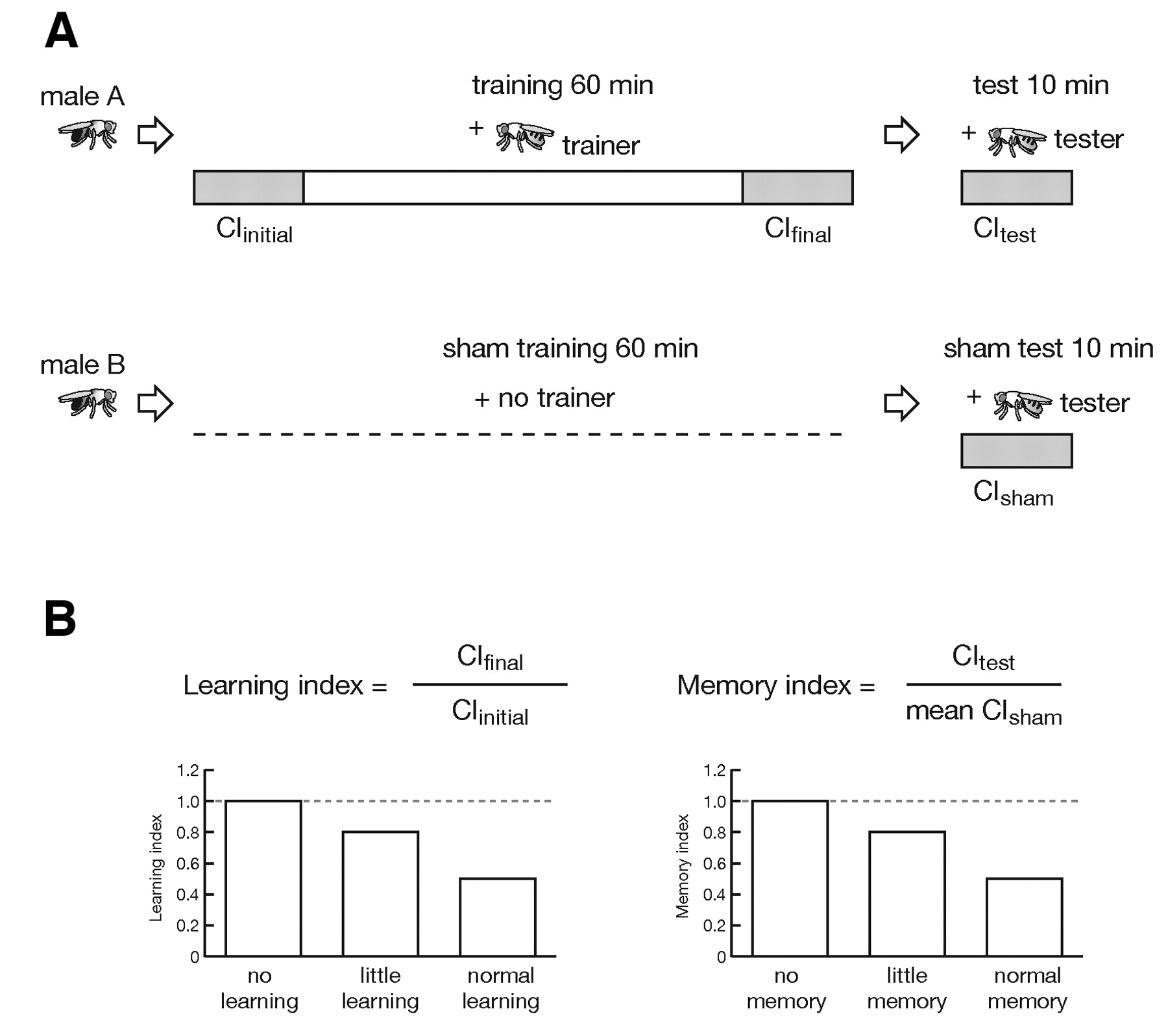Assay for Courtship Suppression in Drosophila