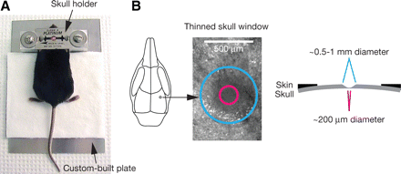 Transcranial Two-Photon Imaging of the Living Mouse Brain