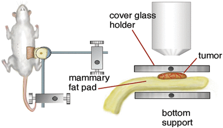 Mammary Fat Pad Tumor Preparation in Mice
