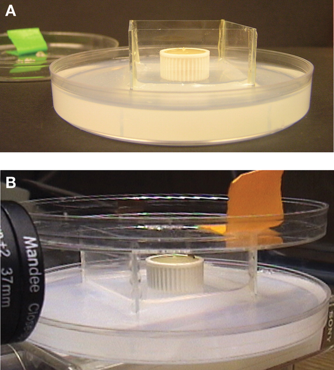 Scoring and Analyzing Aggression in Drosophila