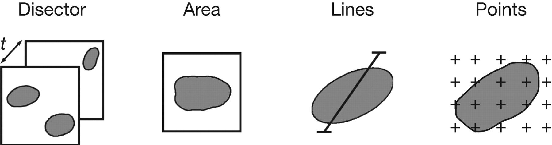 Introduction to Stereology