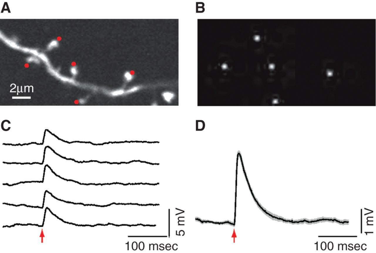 Spatial Light Modulator Microscopy