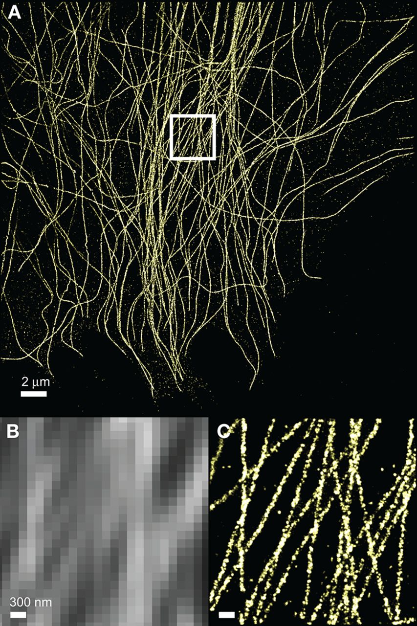 Stochastic Optical Reconstruction Microscopy (STORM): A Method for ...