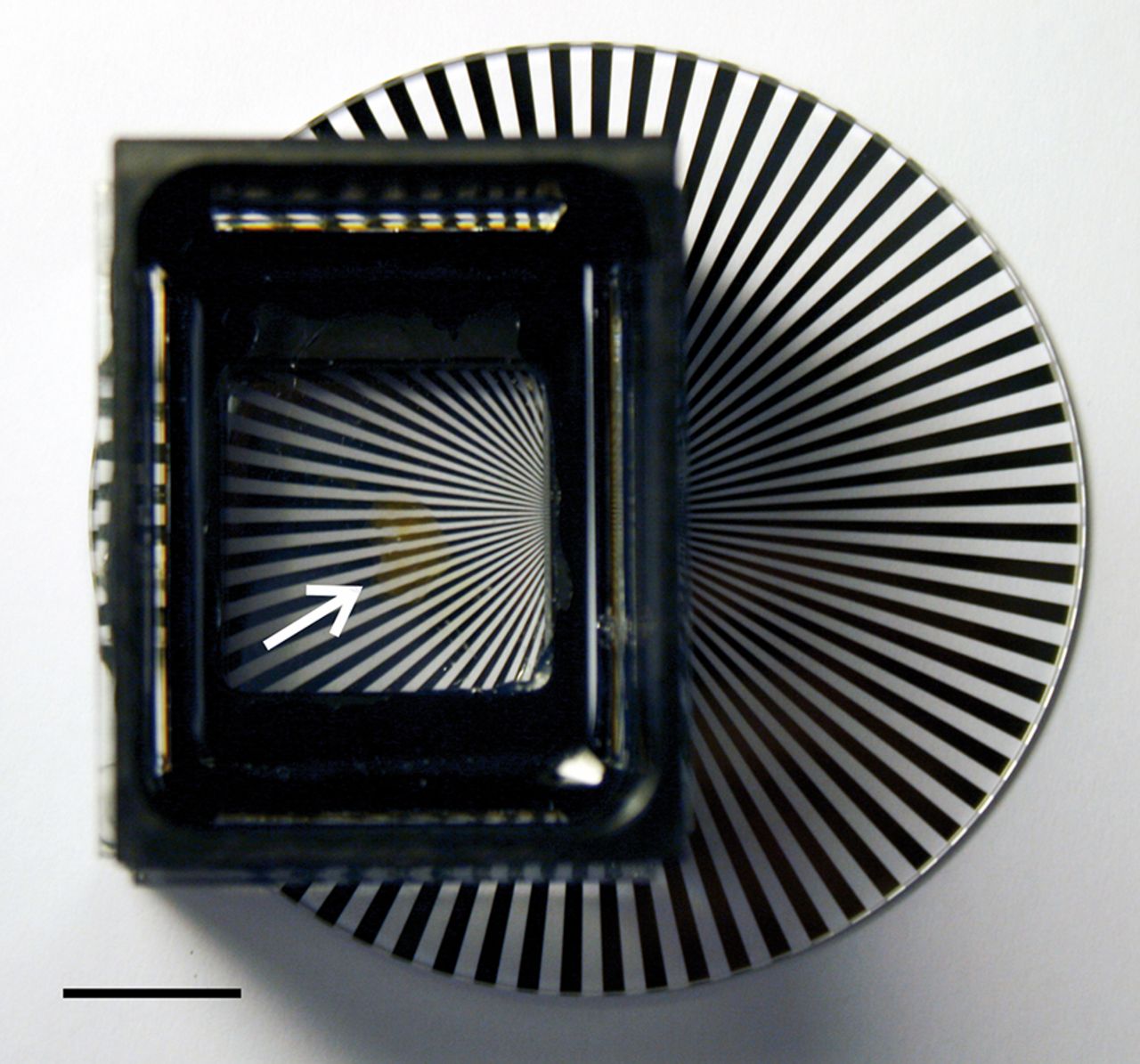Ultramicroscopy: Light-Sheet-Based Microscopy for Imaging Centimeter ...