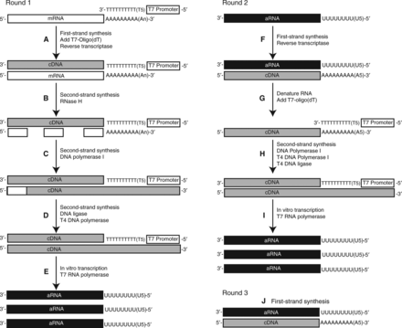 Antisense RNA Amplification for Target Assessment of Total mRNA from a ...