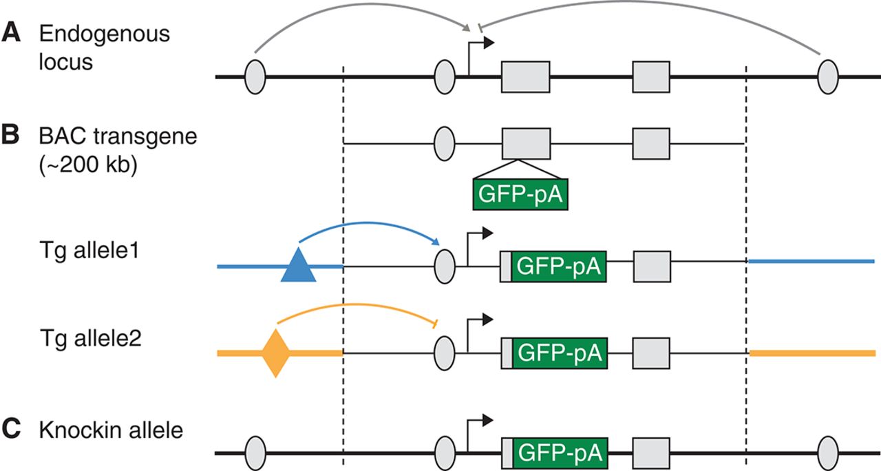 Genetic Labeling of Neurons in Mouse Brain