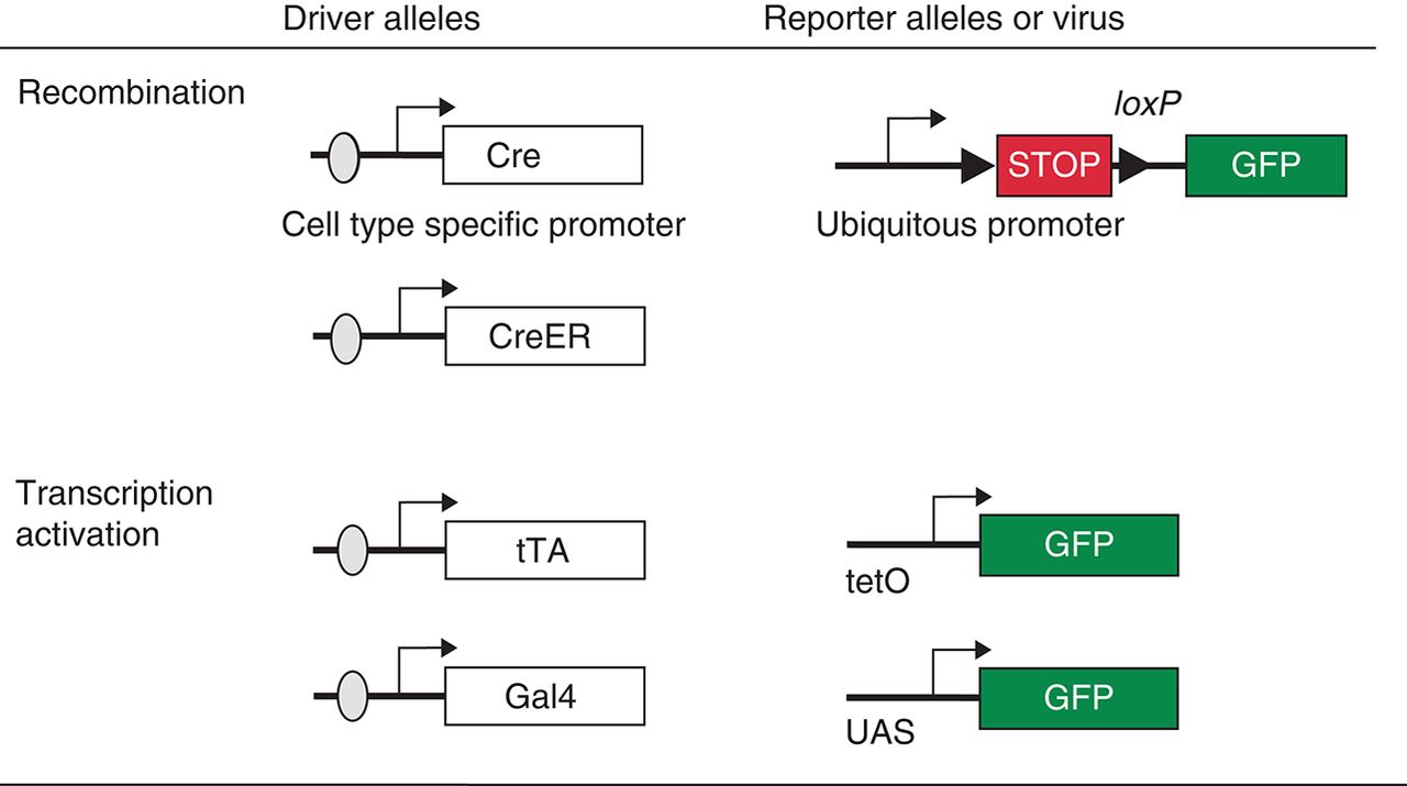 Genetic Labeling of Neurons in Mouse Brain