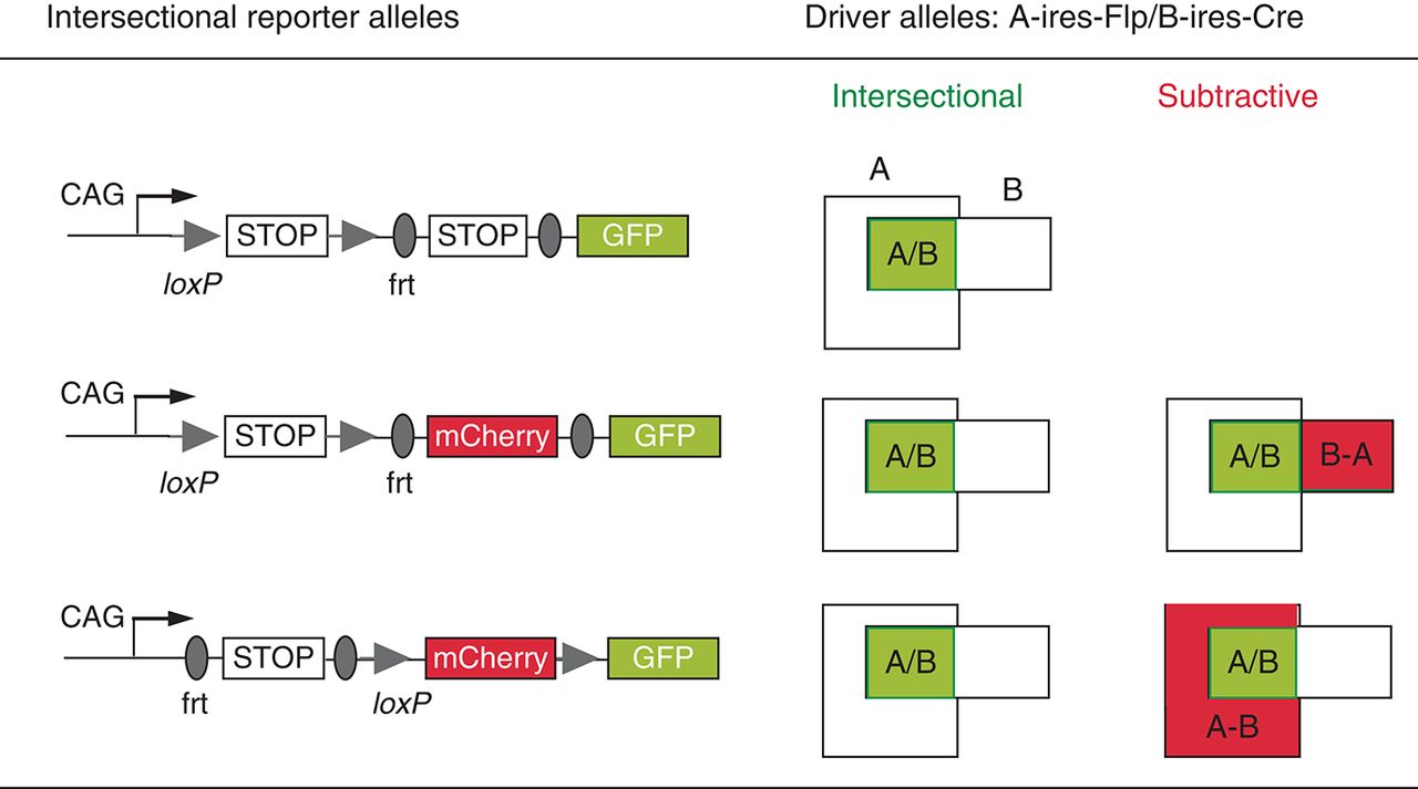 Genetic Labeling of Neurons in Mouse Brain