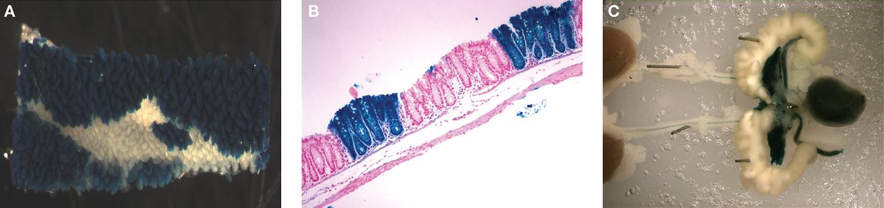 Strategies to Achieve Conditional Gene Mutation in Mice