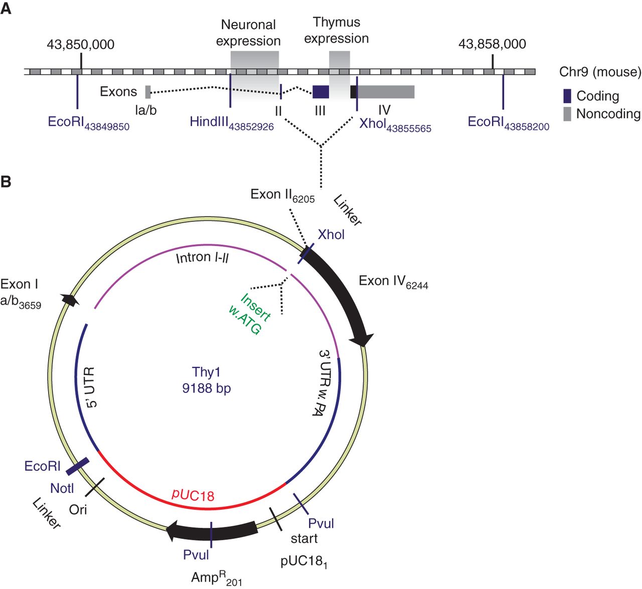 Generation and Screening of Transgenic Mice with Neuronal Labeling ...