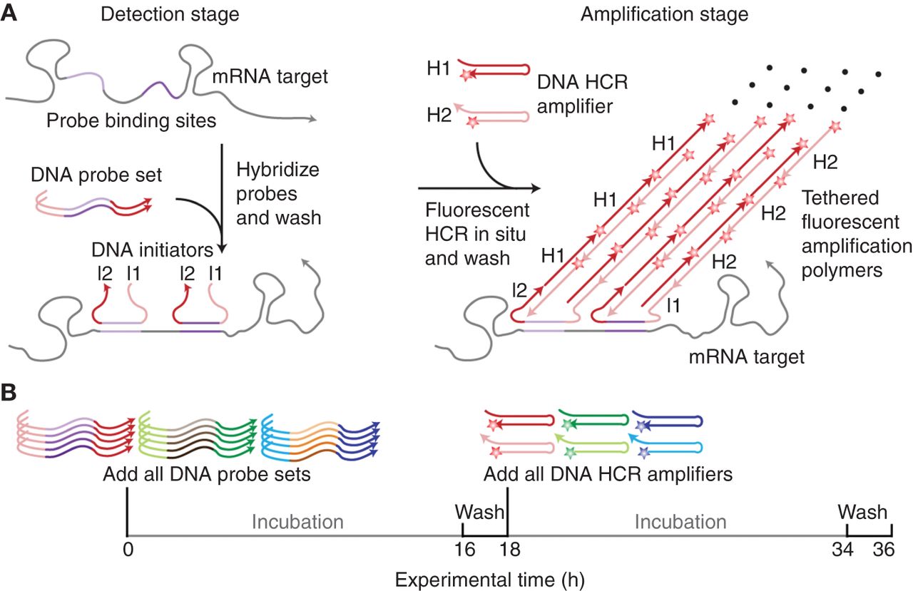 Combinatorial Analysis of mRNA Expression Patterns in Mouse Embryos ...