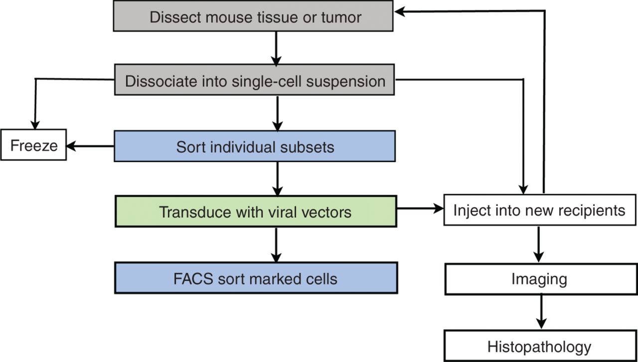Methods to Study Metastasis in Genetically Modified Mice