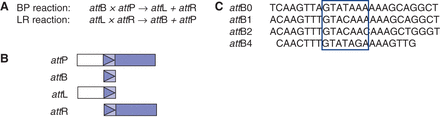 Gateway Recombinational Cloning