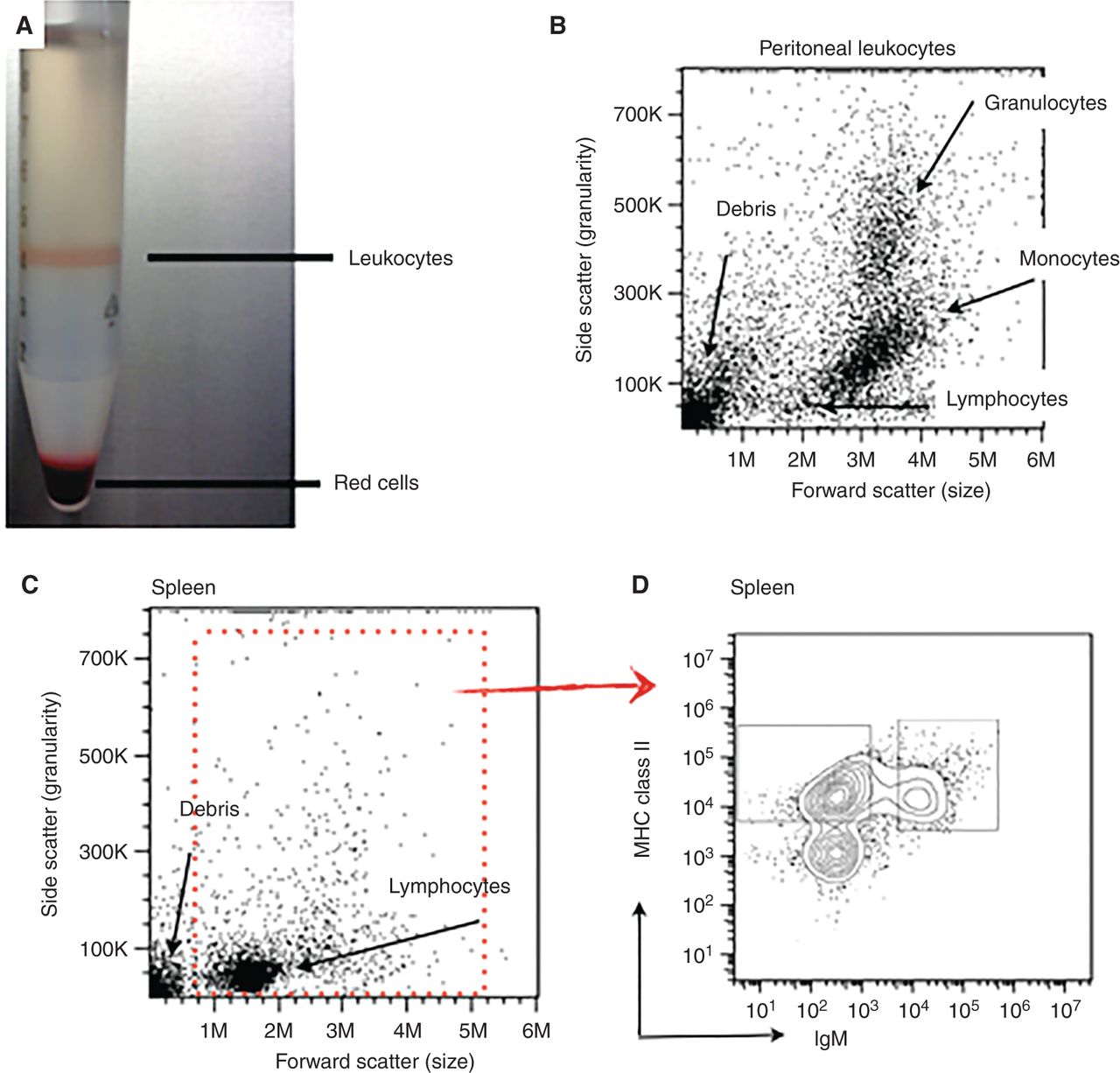Flow Cytometric Analysis of Xenopus Immune Cells