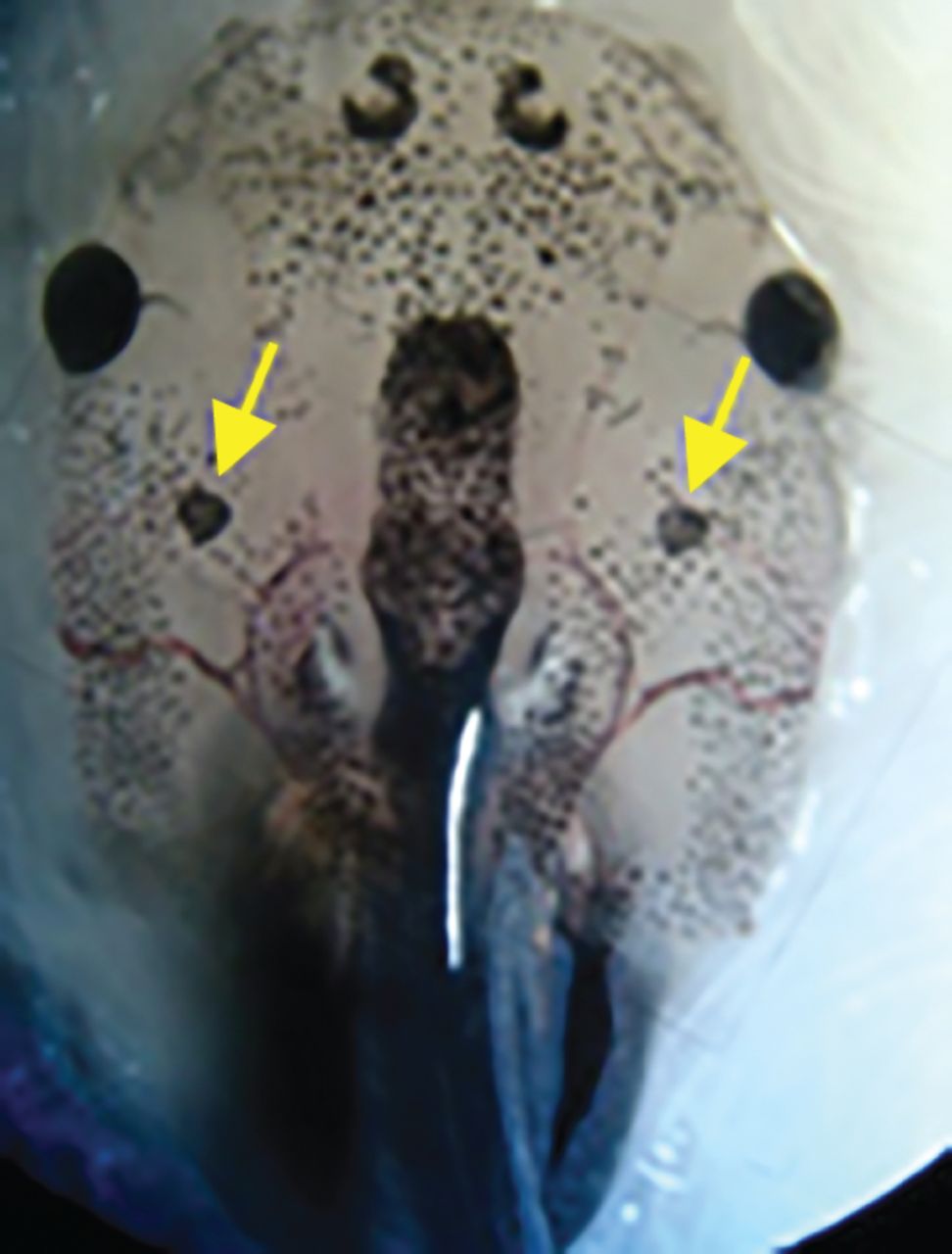 Larval Thymectomy of Xenopus laevis
