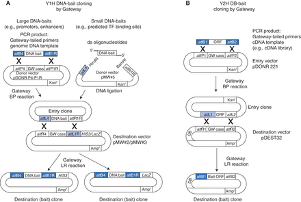 Gateway-Compatible Yeast One-Hybrid and Two-Hybrid Assays