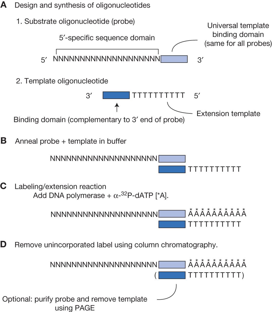 Analysis of Small RNAs by Northern Hybridization