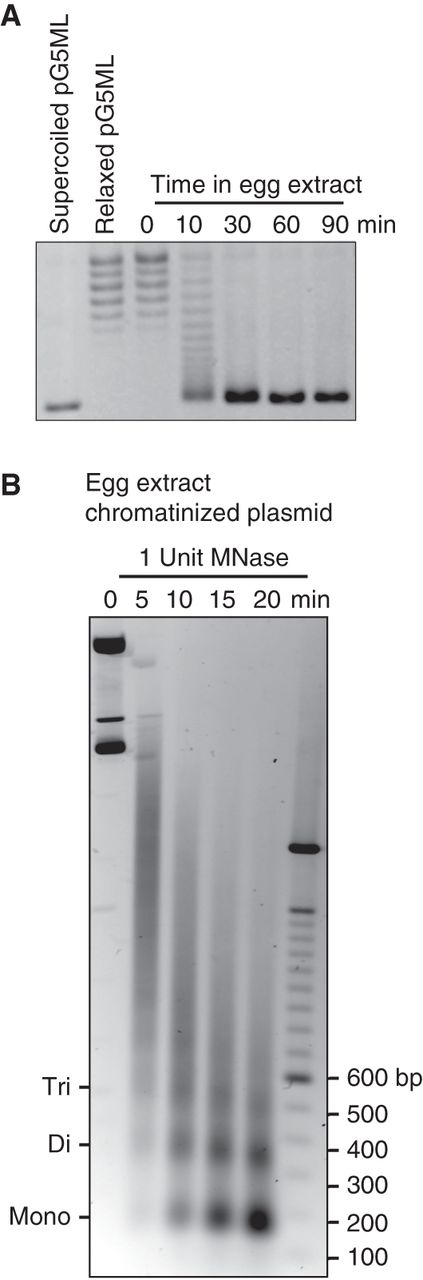 Chromatin Characterization in Xenopus laevis Cell-Free Egg Extracts and ...