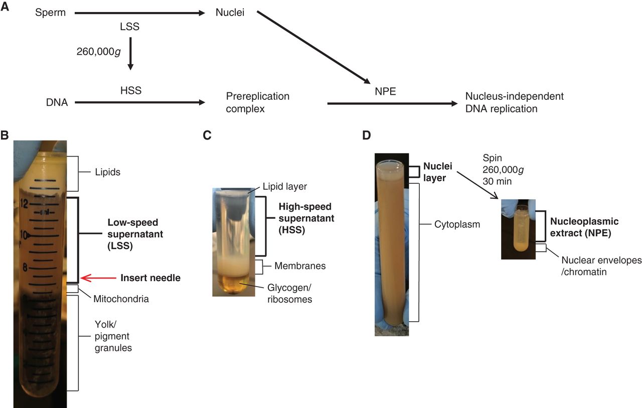 Extracts for Analysis of DNA Replication in a Nucleus-Free System