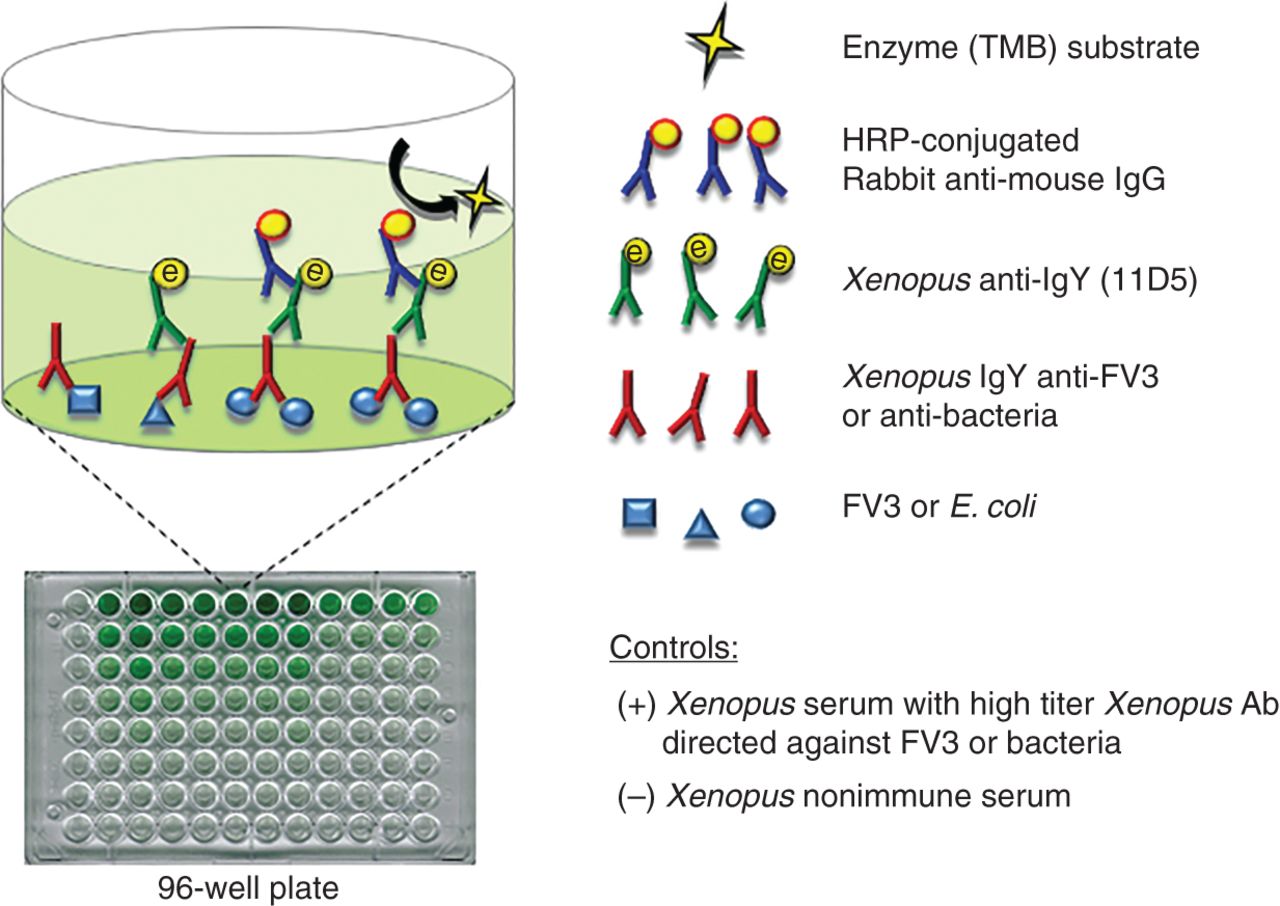 Assessing Antibody Responses to Pathogens or Model Antigens in Xenopus ...