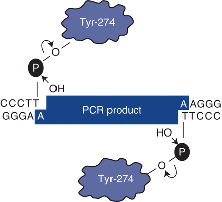 Cloning Polymerase Chain Reaction (PCR) Products: TOPO TA Cloning