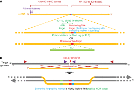 Homology-Directed Repair by CRISPR–Cas9 Mutagenesis in Xenopus Using ...