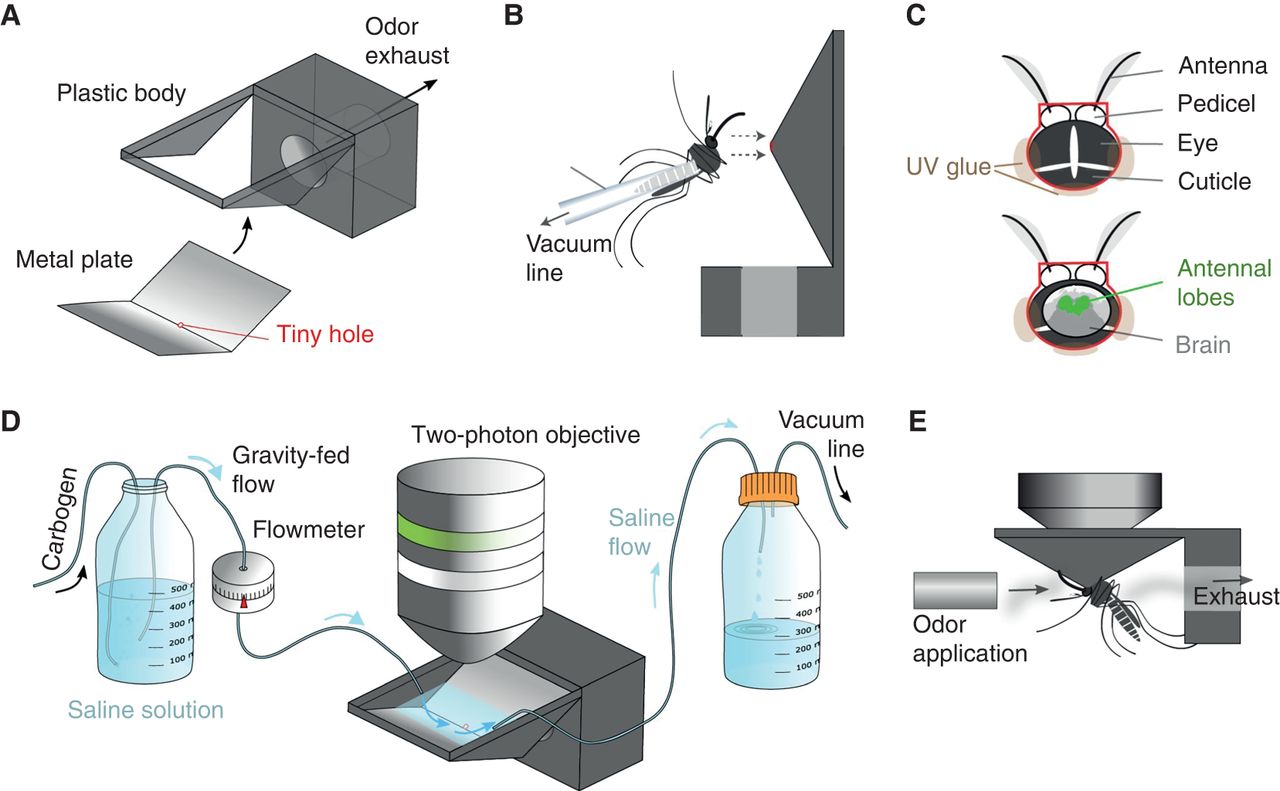 Two-Photon Calcium Imaging in the Brain of Aedes aegypti Mosquitoes