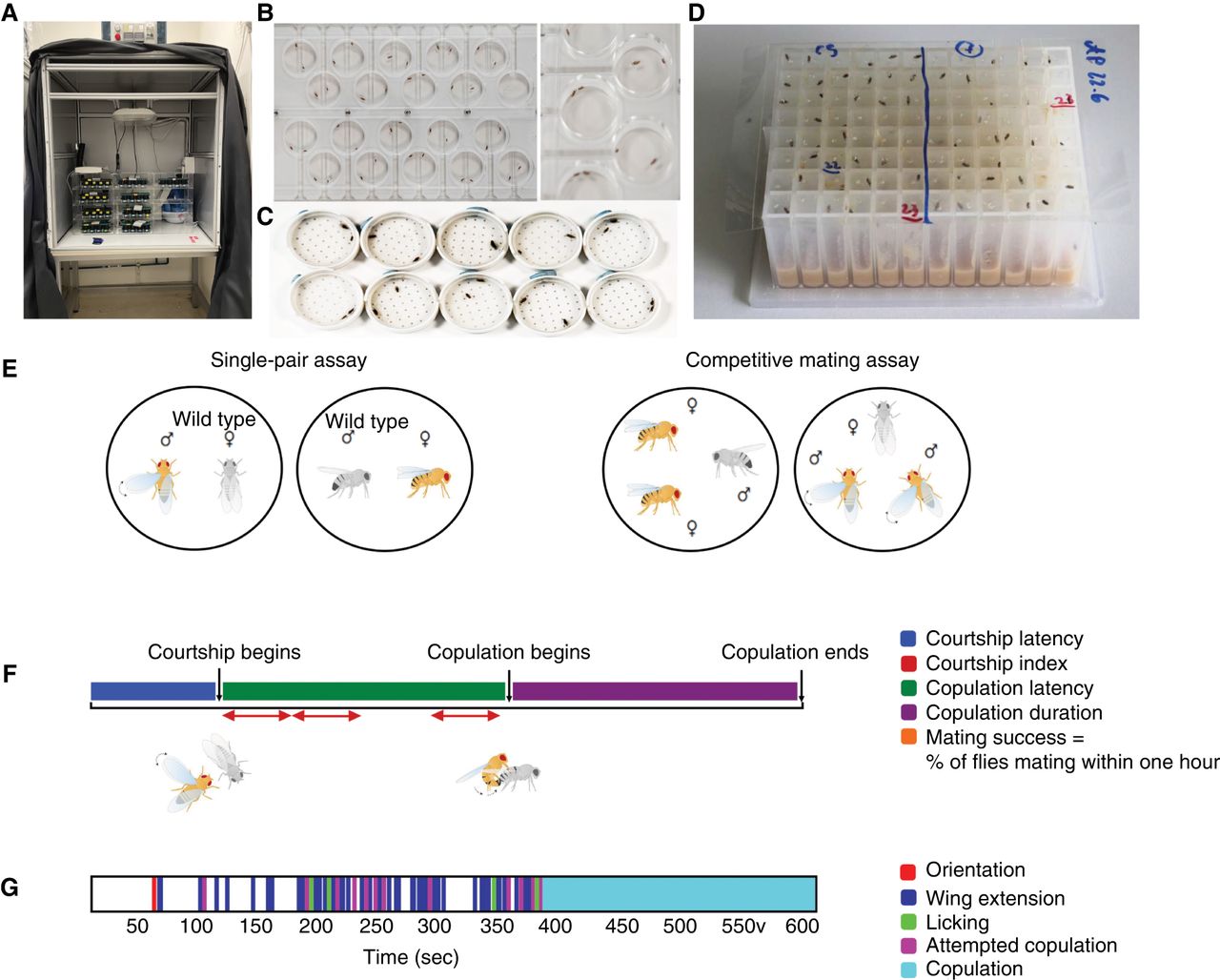Single-Pair Courtship and Competition Assays in Drosophila