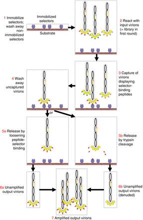 Principles of Affinity Selection